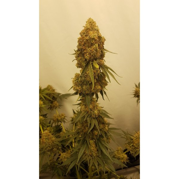 MyCannapot :: Bubble Cake von Dane Strains